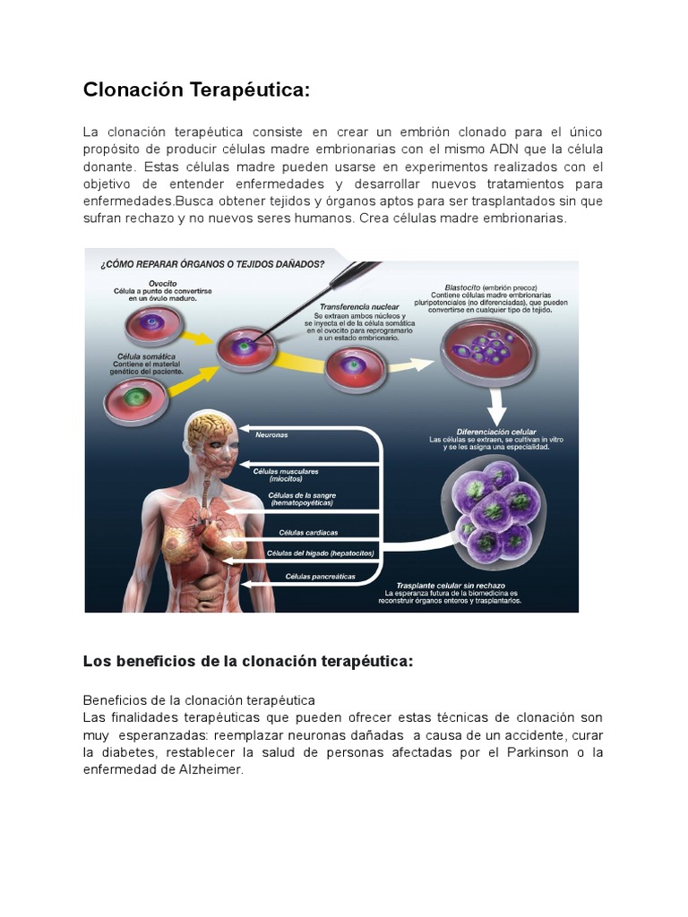 Clonacion Terapeutica | PDF