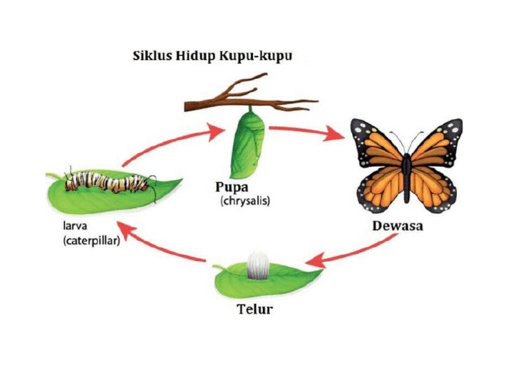 Gambar Siklus Hidup Kupu2 | PDF