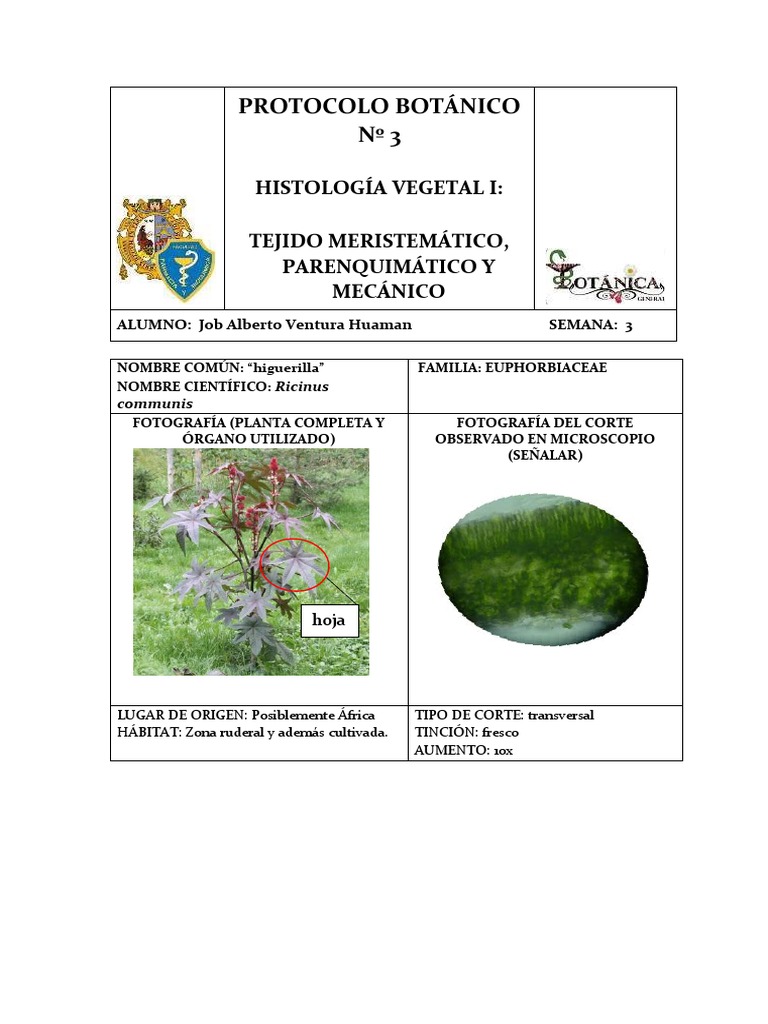 Protocolo Botánico #3 | PDF | Hoja | Tejido (biología)