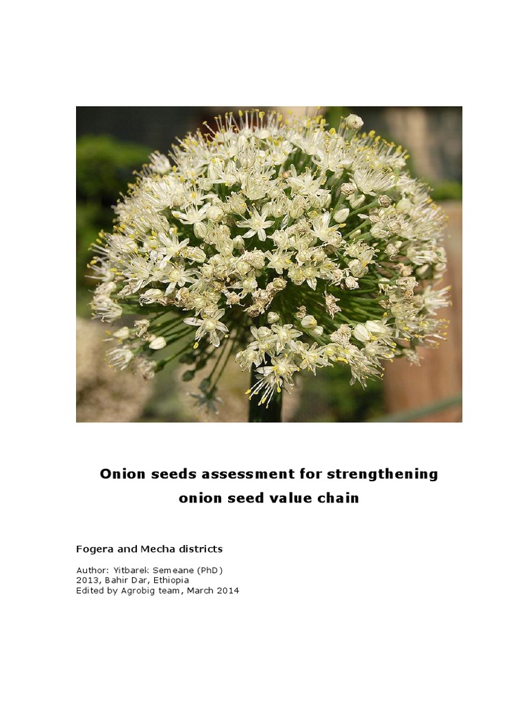 Onion Seed Value Chain Analysis | PDF | Onion | Agriculture