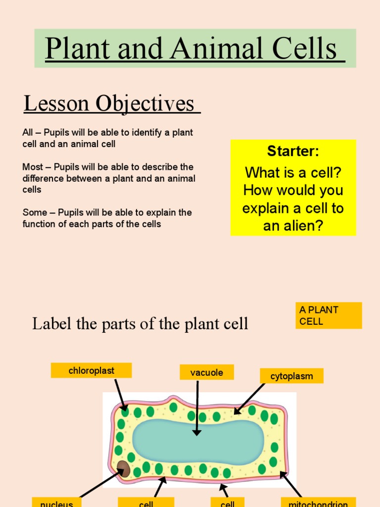 Plant and Animal Cells | PDF | Science & Mathematics