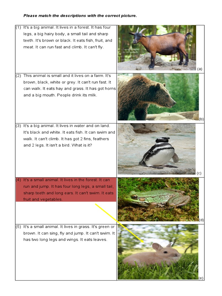 Describing Animals | PDF