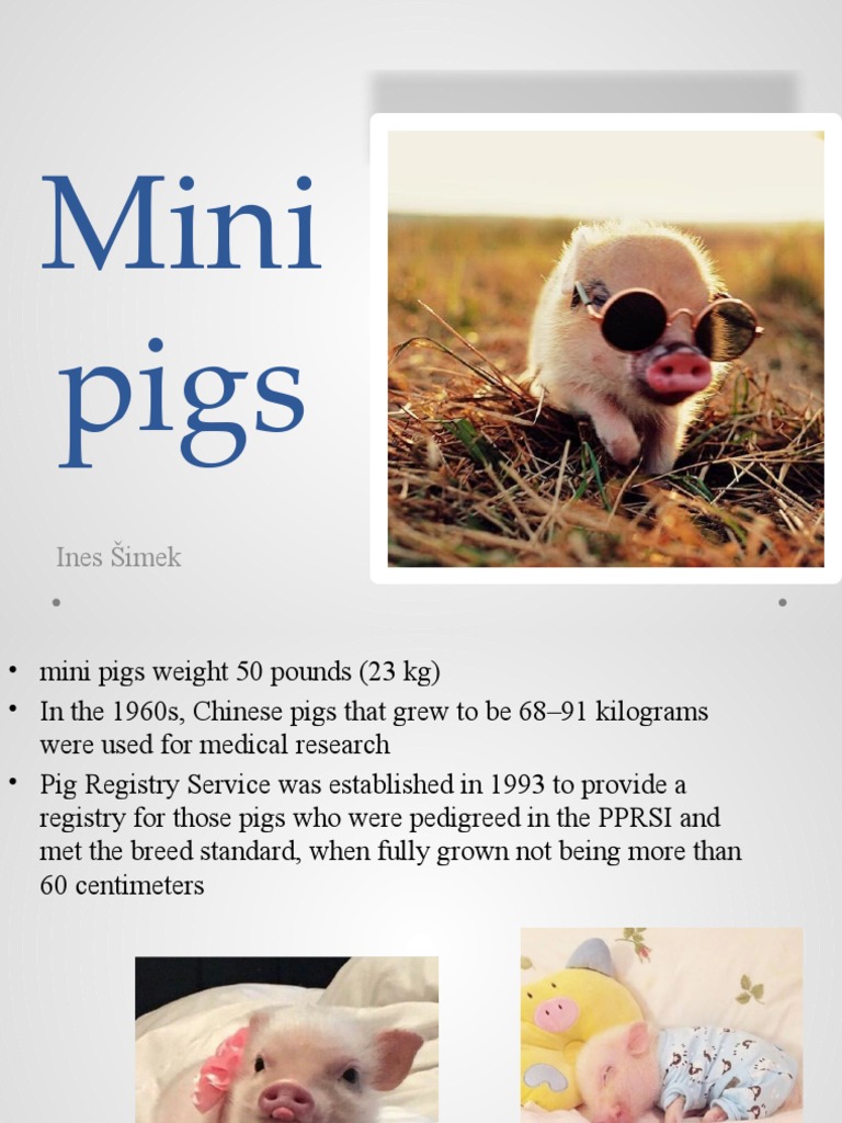 Mini Pig Size and Care Insights | PDF