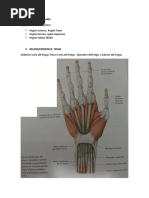 Músculos de la Región Palmar de la Mano | PDF | Mano | Anatomía
