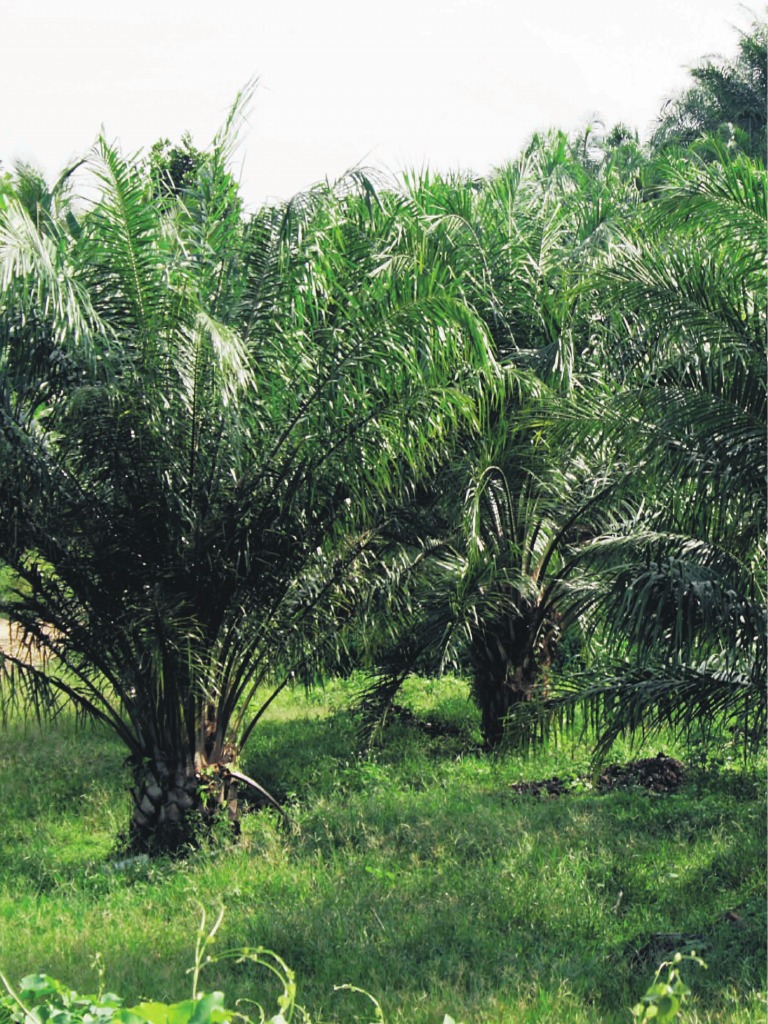 Sabah: Development Corridor | PDF | Agriculture | Palm Oil