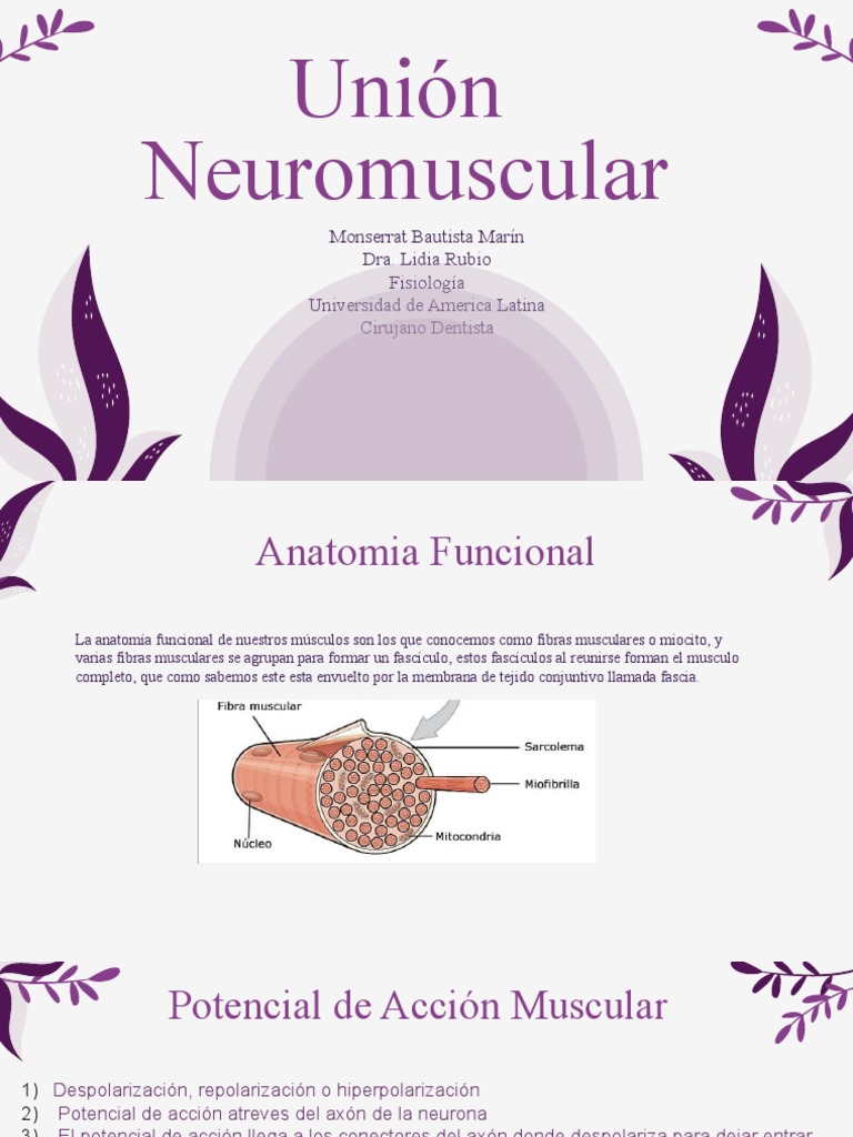 Unión Neuromuscular | PDF | Músculo esquelético | Contracción muscular