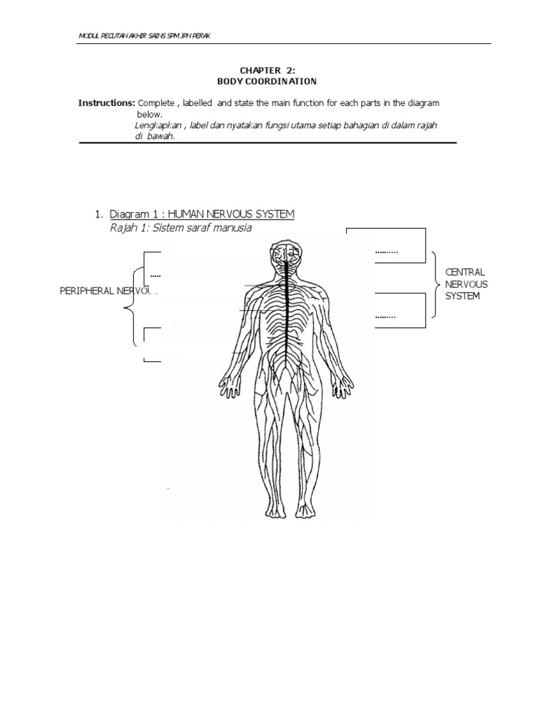 C2 Body Coordination | PDF