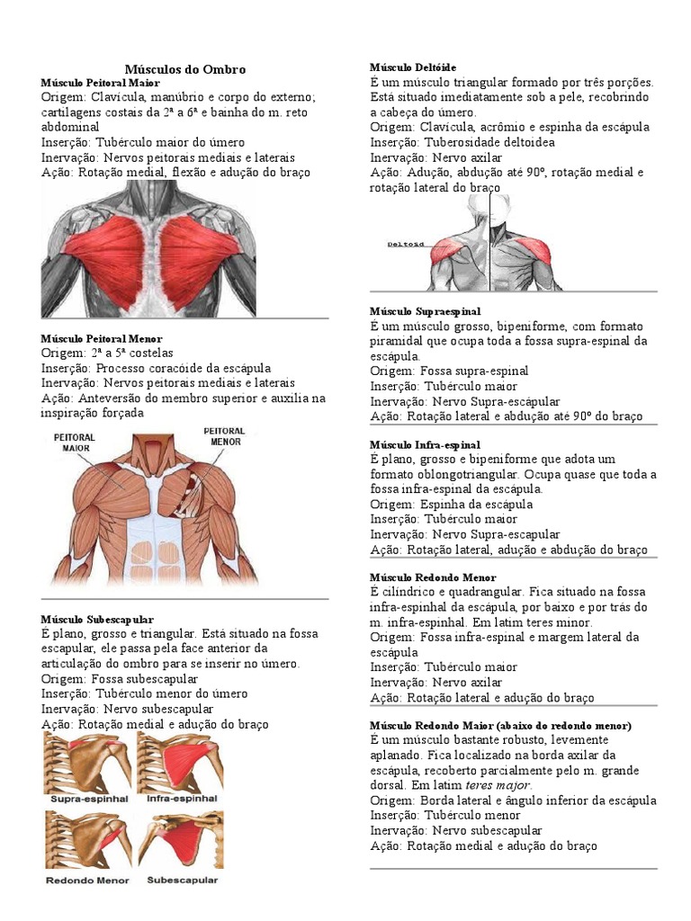 Músculo Origem e Inserção Membro Superior | PDF | Anatomia | Sistema ...
