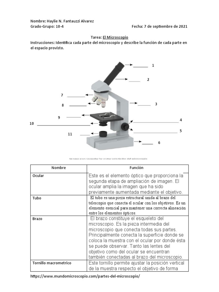 Tarea Partes Del Microscopio | PDF | Lente de la cámara | Óptica