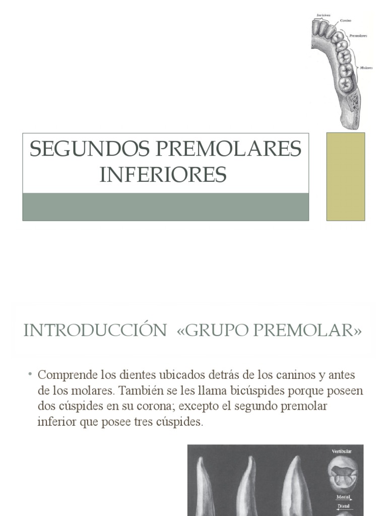 Segundos Premolares Inferiores | PDF | Odontología | Anatomía humana