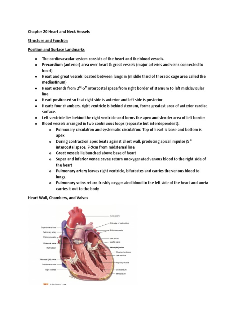 Chapter 20 Heart and Neck Vessels | PDF | Heart Valve | Heart