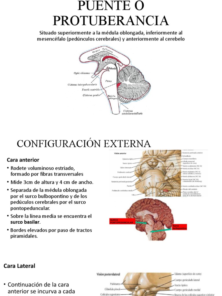 Puente o Protuberancia | PDF