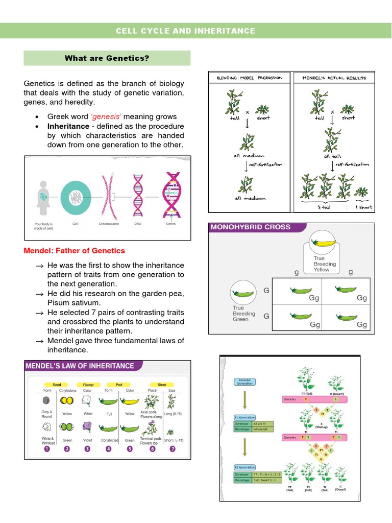 MODULE 4-Cell Cycle | PDF | Mitosis | Meiosis