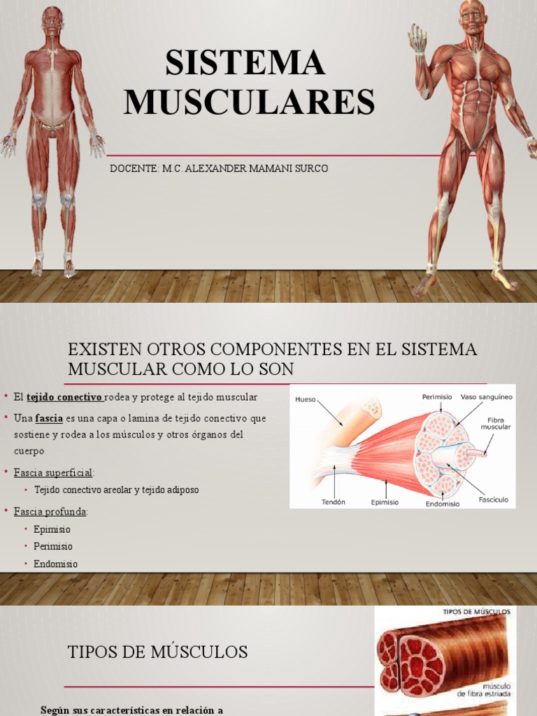 Sistema Musculares | PDF