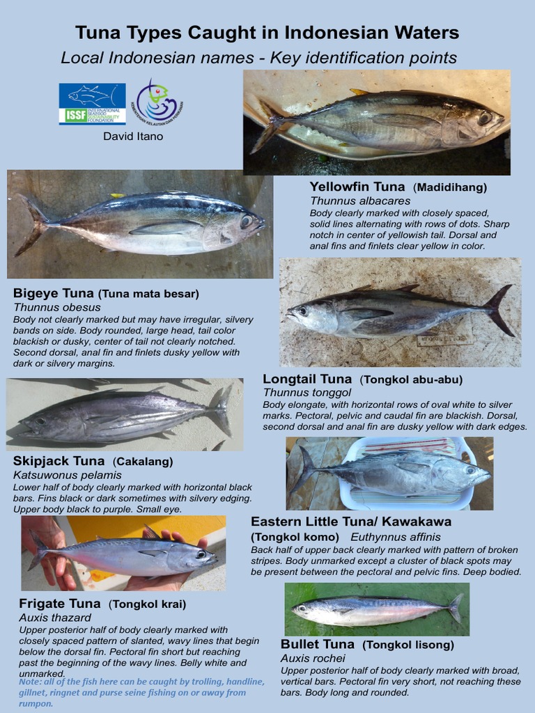 Tuna Types Caught in Indonesian Waters | PDF | Tuna | Fish