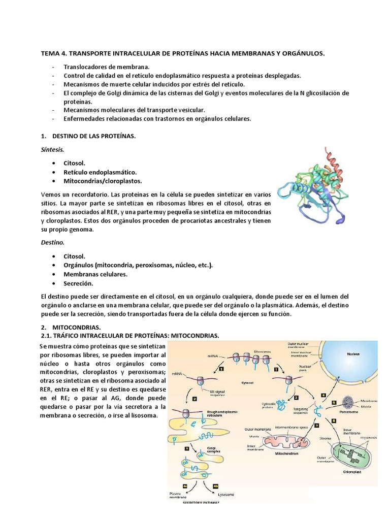 TEMA4 Biocel | PDF | Mitocondria | Retículo endoplásmico