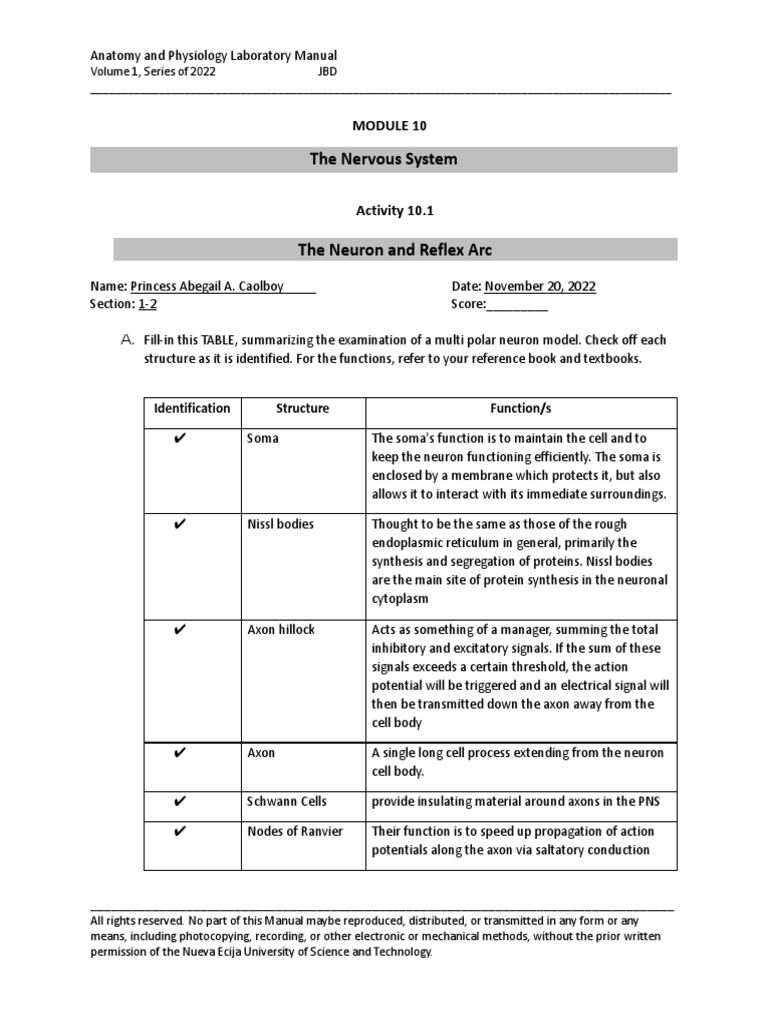 Neuron and Reflex Arc Lab Guide | PDF | Neuron | Axon