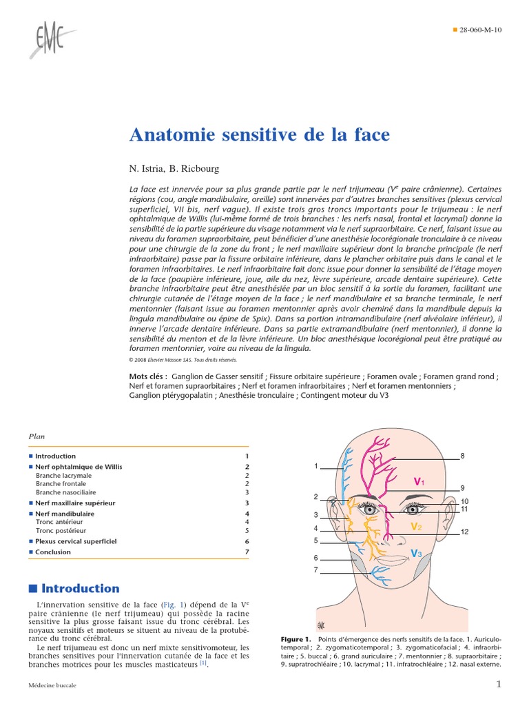 Innervation Face | PDF | Tête et cou chez l'humain | Anatomie humaine