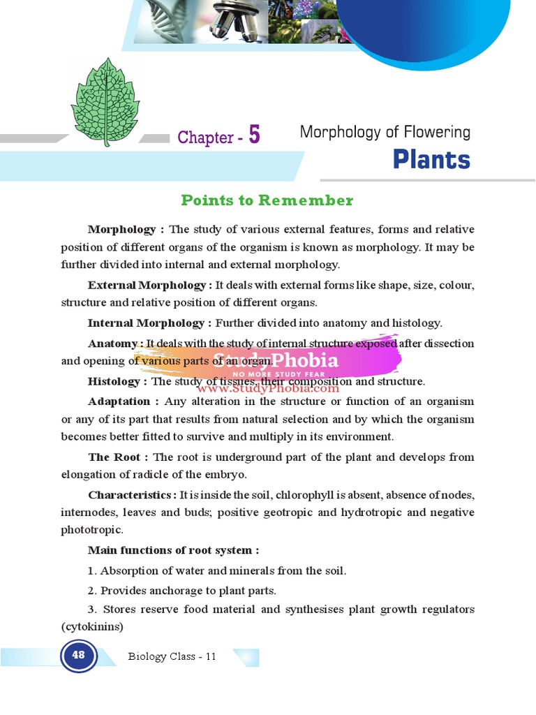 Points to Remember: Plant Morphology and Structures | PDF | Leaf | Seed