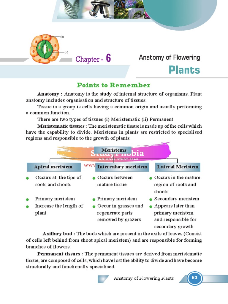 Anatomy of Flowering Plants | PDF | Tissue (Biology) | Plant Stem