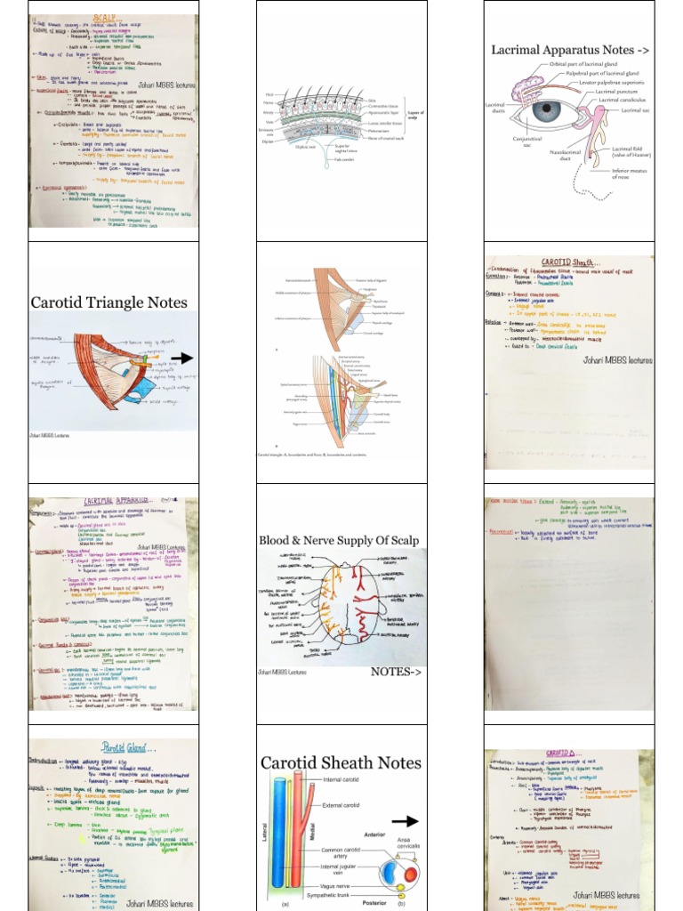 Head And Neck Organized Pdf