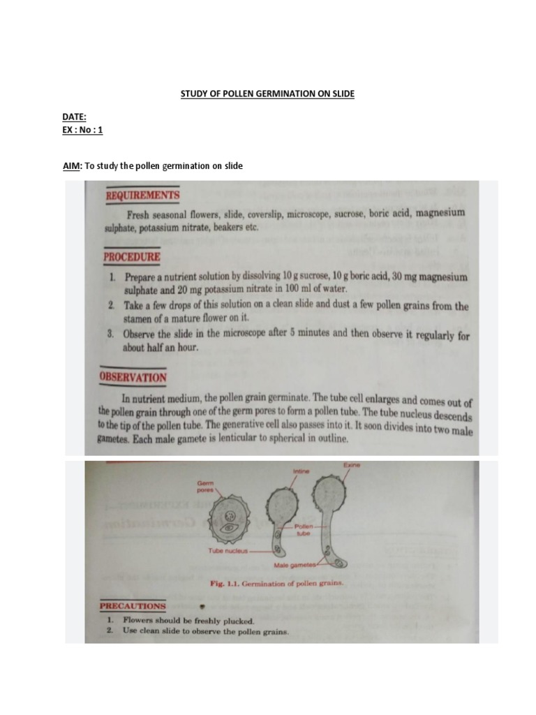 Study of Pollen Germination On Slide | PDF