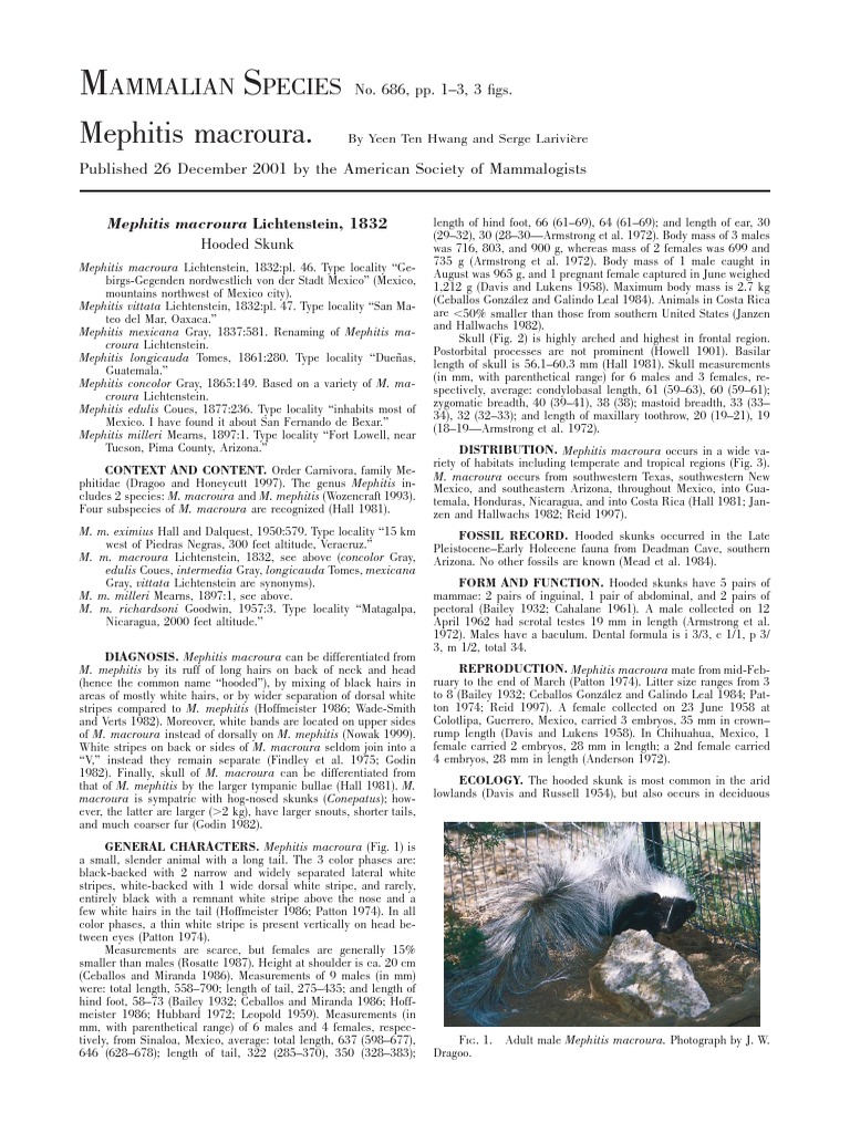 Habitat and Characteristics of Mephitis macroura | PDF