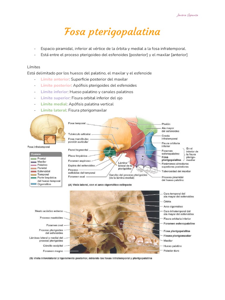 Fosa Pterigopalatina | PDF | Anatomía humana | Cabeza y cuello humanos
