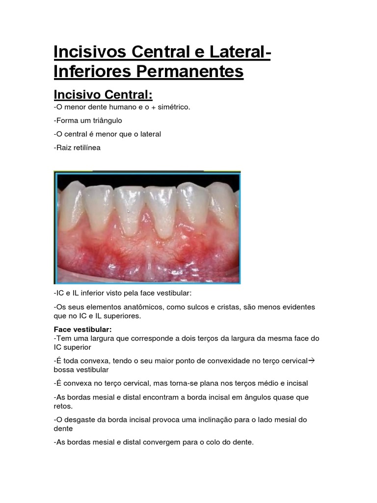 Incisivo Central e Lateral Inferiores | PDF | Dente