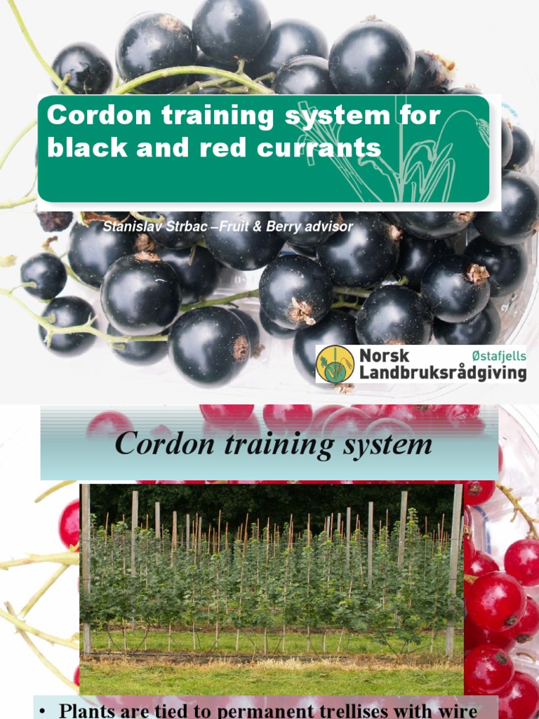 Cordon Training for Currants Guide | PDF | Plants | Agriculture