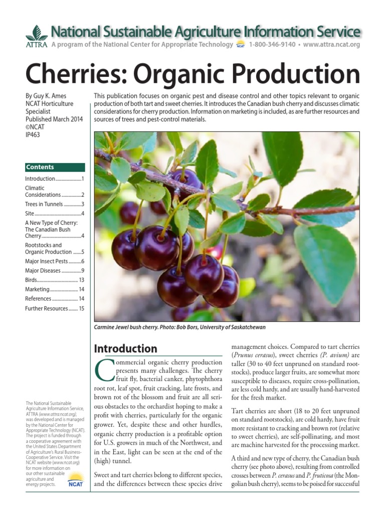 Cherries Organic Production ATTRA | PDF | Cherry | Grafting