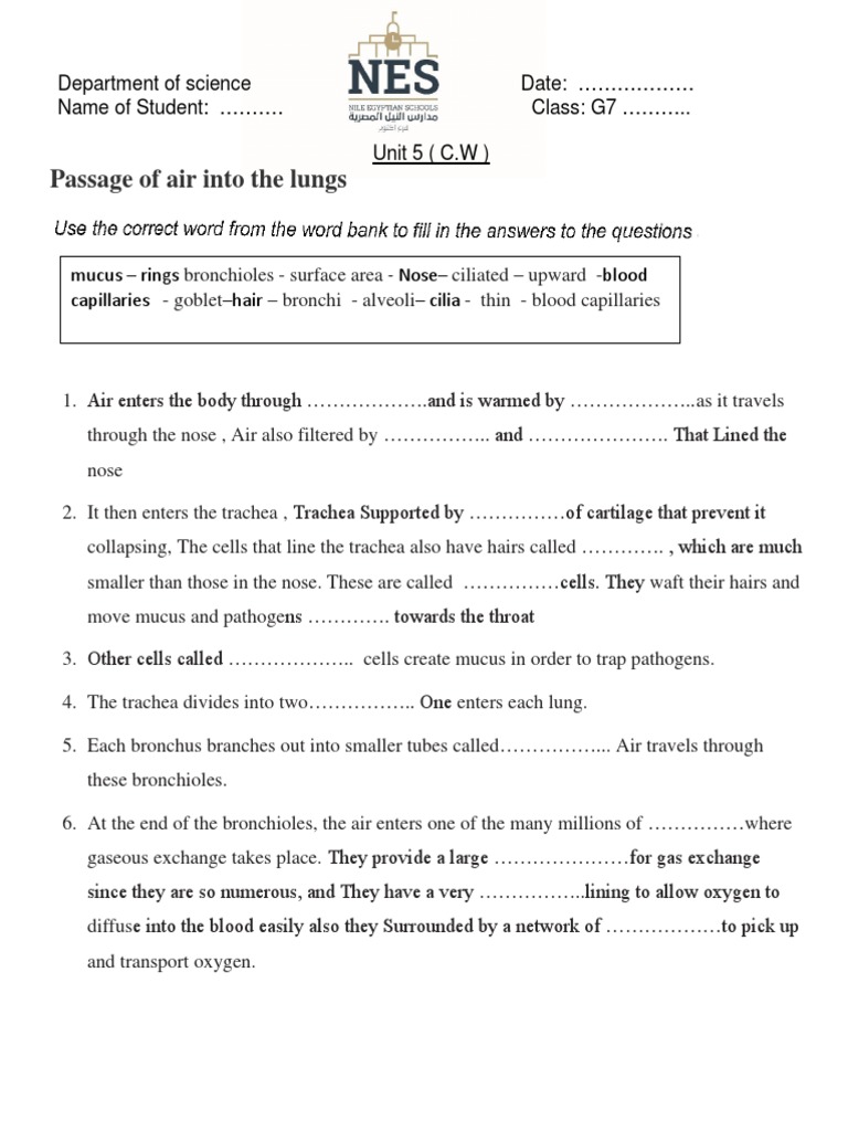 The Passage of Air into the Lungs: A Breakdown of the Respiratory ...