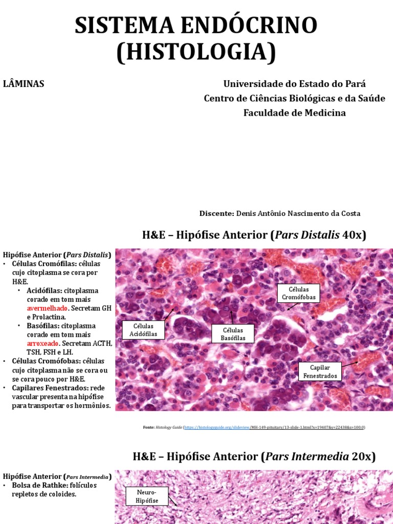 Sistema Endócrino - Histologia | PDF | Glândula pituitária | Histologia