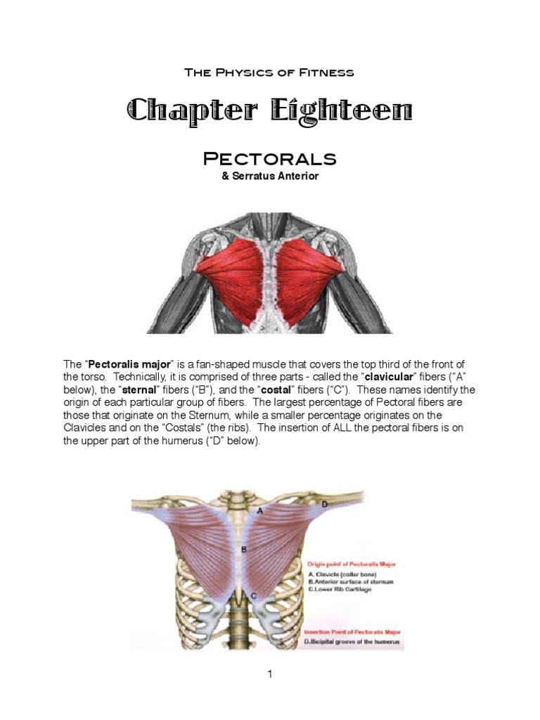 Understanding Pectoral Muscle Anatomy | PDF | Shoulder ...