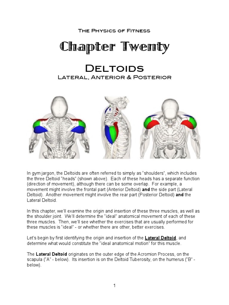 20 - Deltoids - Ant, Lat, Post | PDF | Shoulder | Musculoskeletal System