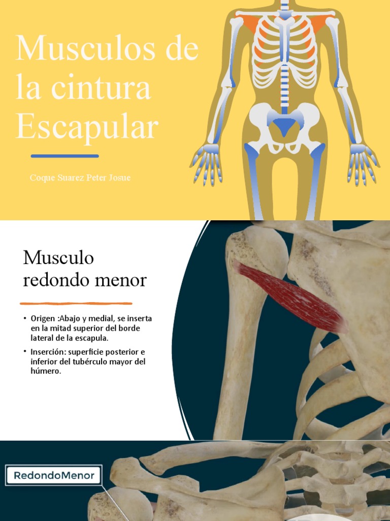 Músculos de la Cintura Escapular | PDF
