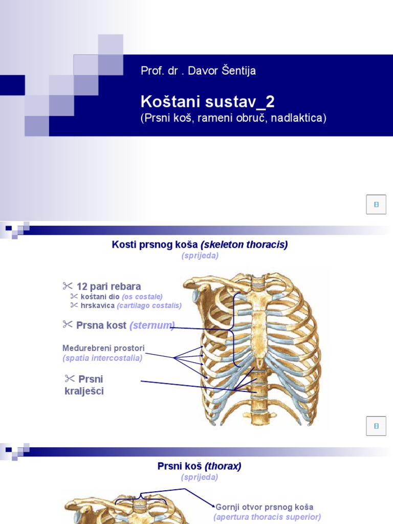 Kosti2 Prsni Koš Rameni Obruč Nadlaktica | PDF