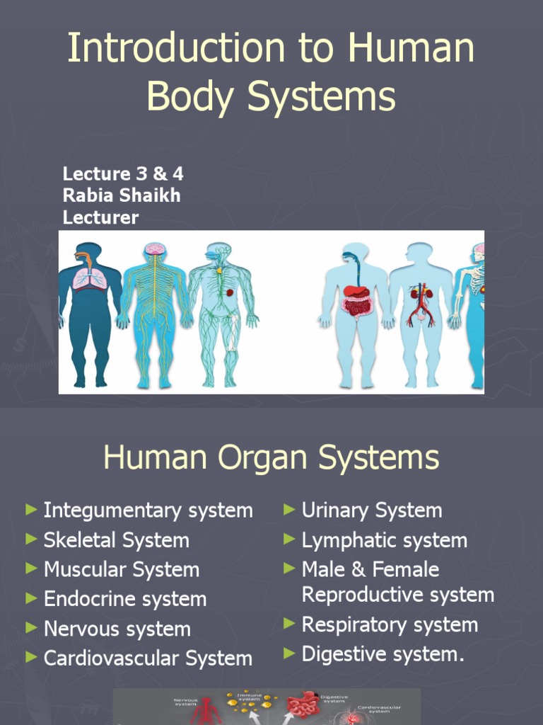 3 Human Body Systems | Download Free PDF | Lymphatic System ...