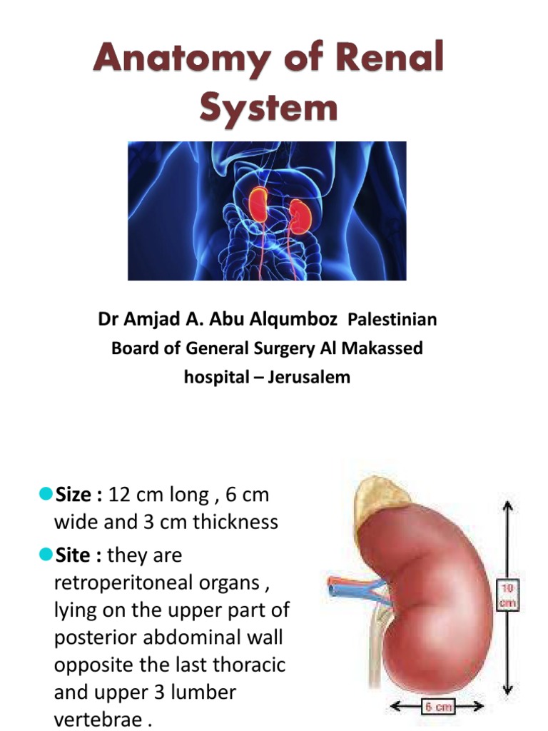 Kidney Anatomy | PDF | Kidney | Spleen