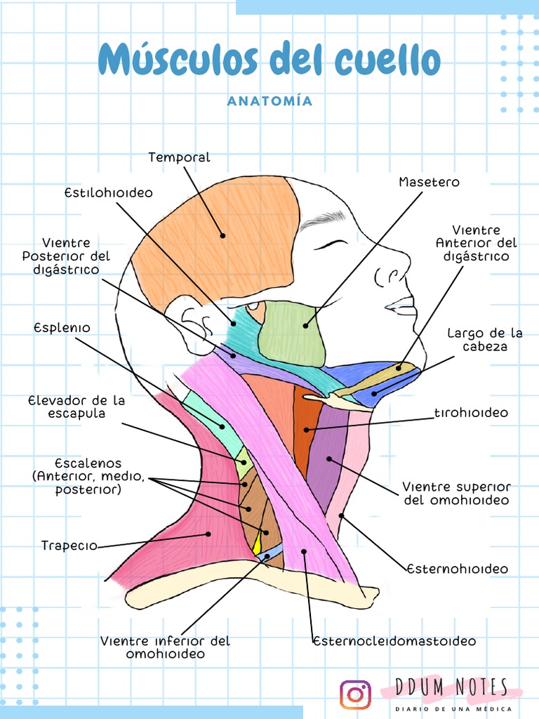 Anatomia de Los Musculos Del Cuello | PDF