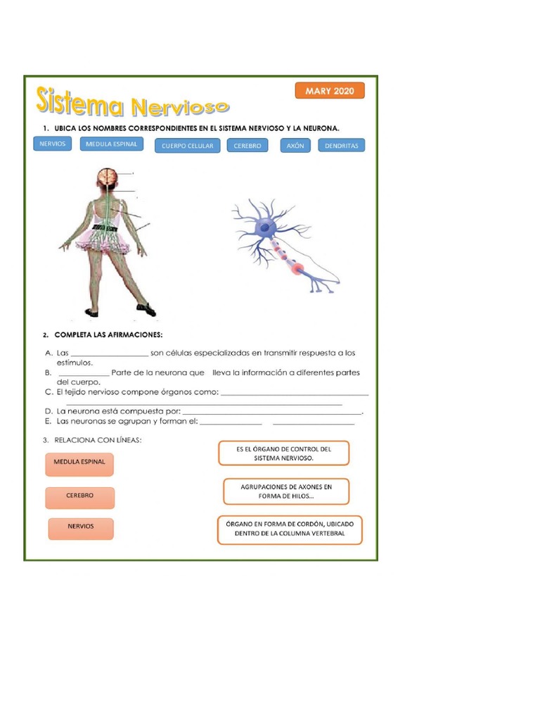Sistema Nervioso | PDF