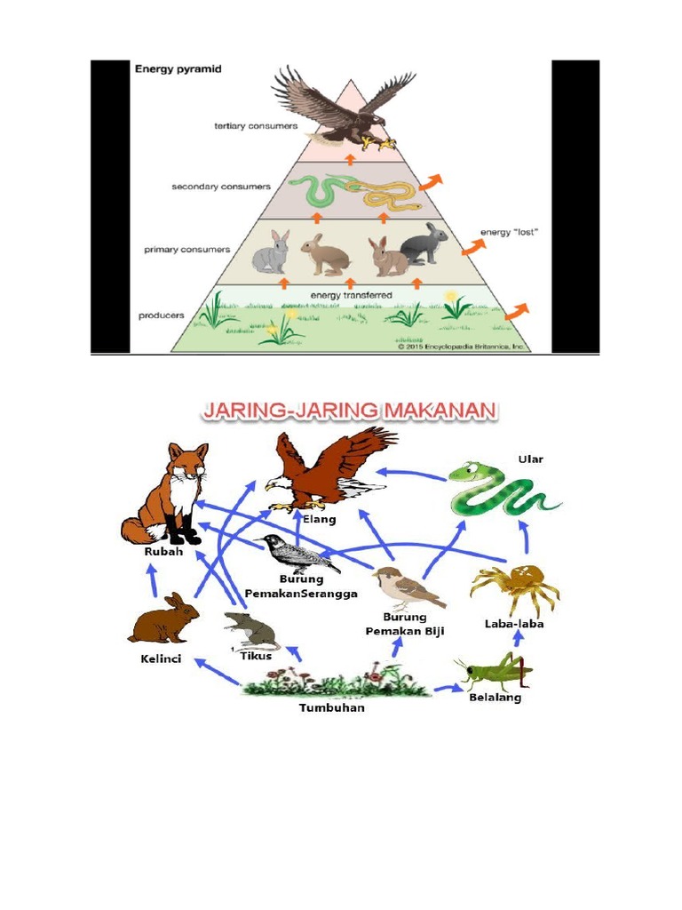 jaring-jaring makanan | PDF