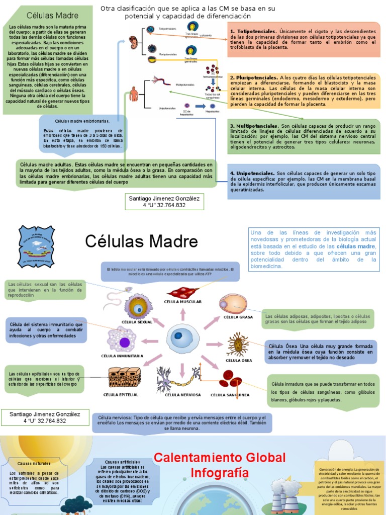 Celulas Madres | PDF | Célula madre | Gases de efecto invernadero