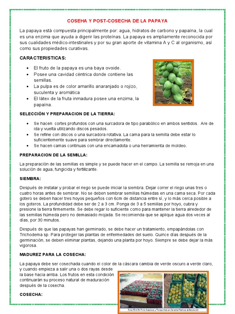 Cosecha y Post-Cosecha de Papaya | PDF | Cosecha | Agricultura