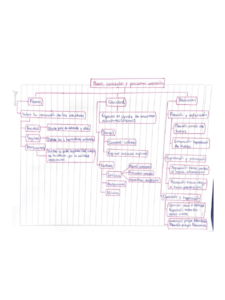 Anatomía, Mapa Conceptual - Posiciones Corporales | PDF