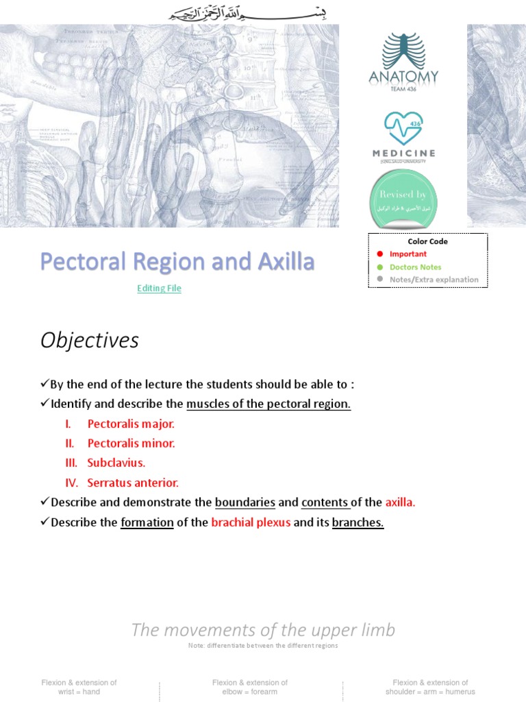 Pectoral Region and Axilla | PDF | Shoulder | Arm