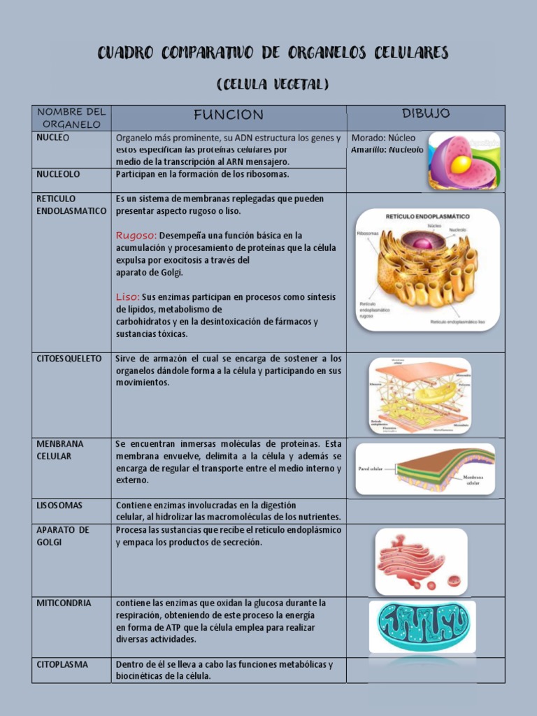 Funciones de Organelos Celulares | PDF | Biología Celular) | Biología ...