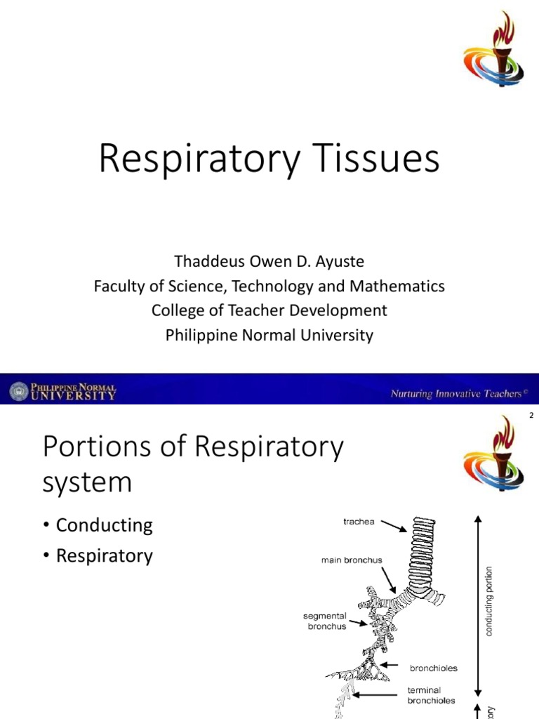 2SBIO 09 - Respiratory Tissues | PDF | Respiratory Tract | Epithelium