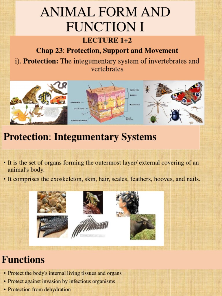 Integumentary Systems in Animals | PDF | Skin | Integumentary System