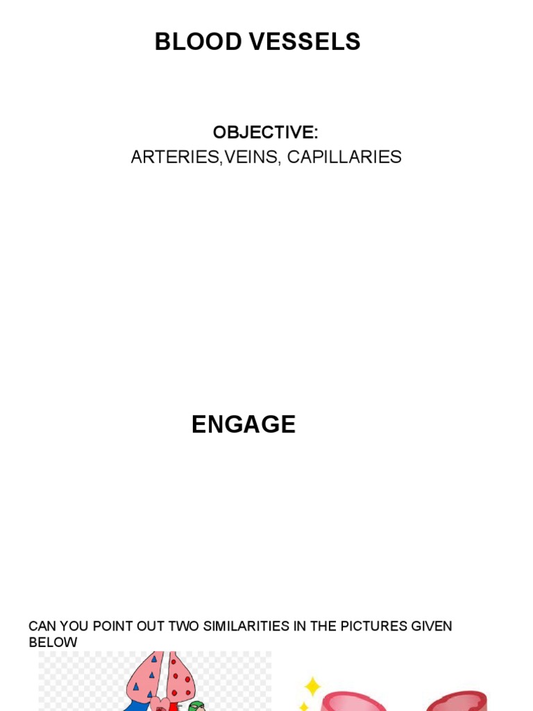 Blood Vessels | PDF | Artery | Blood Vessel